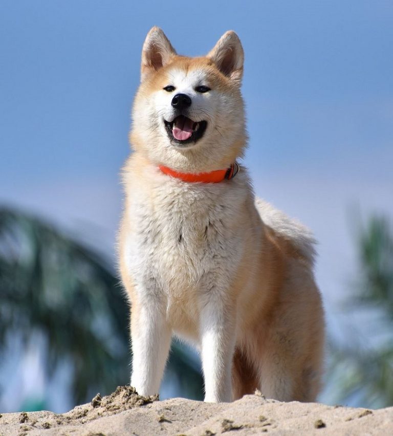 Dog breeds that start with A - BeeDogs.com
